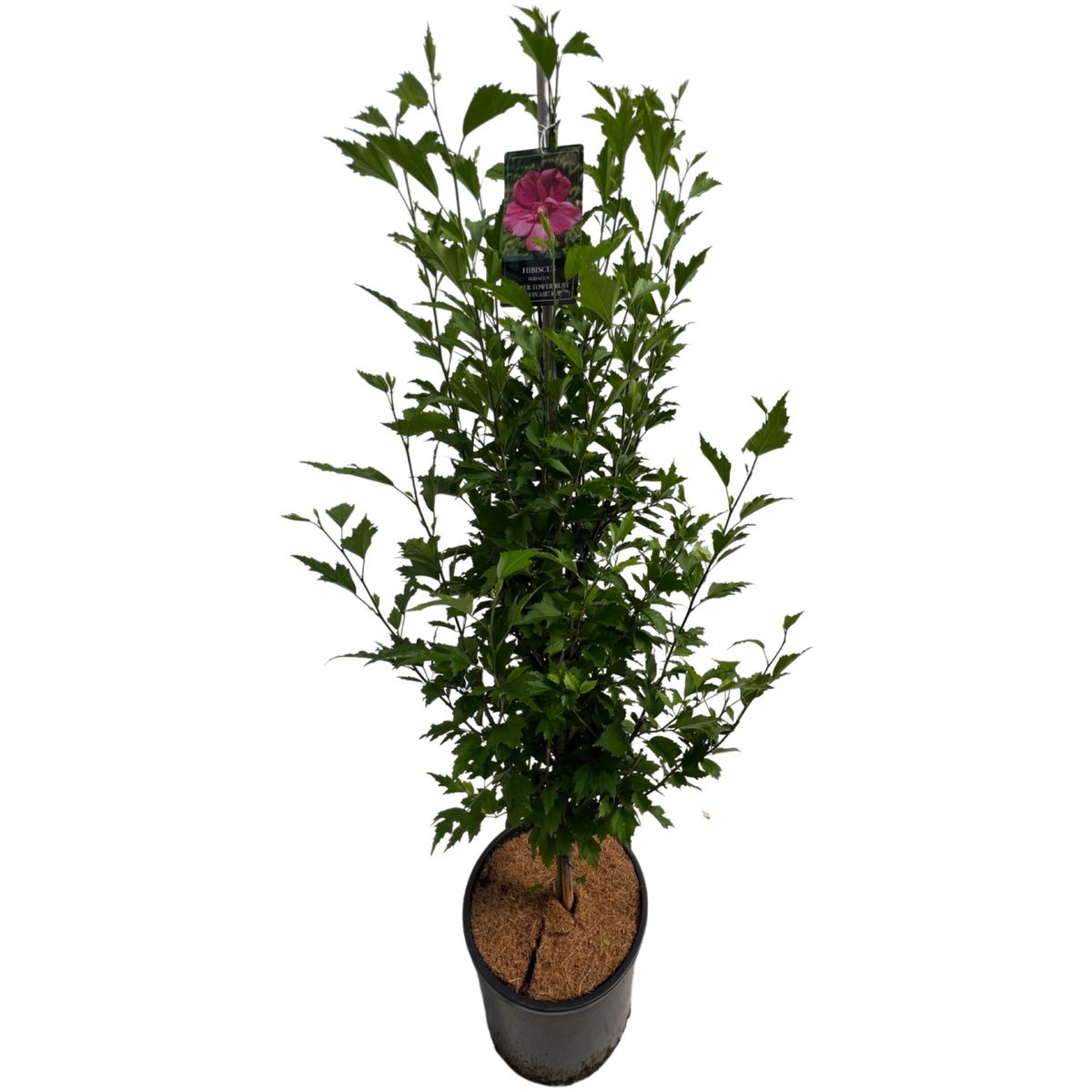 Hibiscus syriacus FLOWER TOWER RUBY — Plant Wholesale FlorAccess