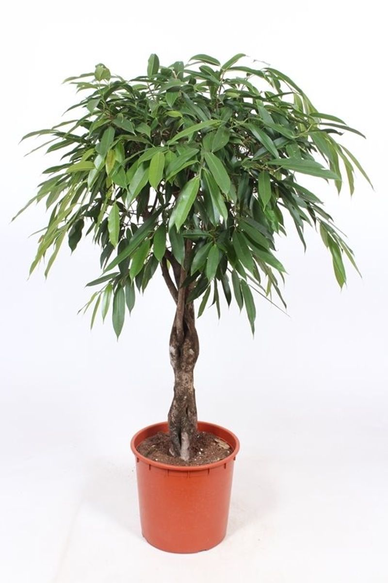Ficus binnendijkii 'Amstel King' — Plant Wholesale FlorAccess