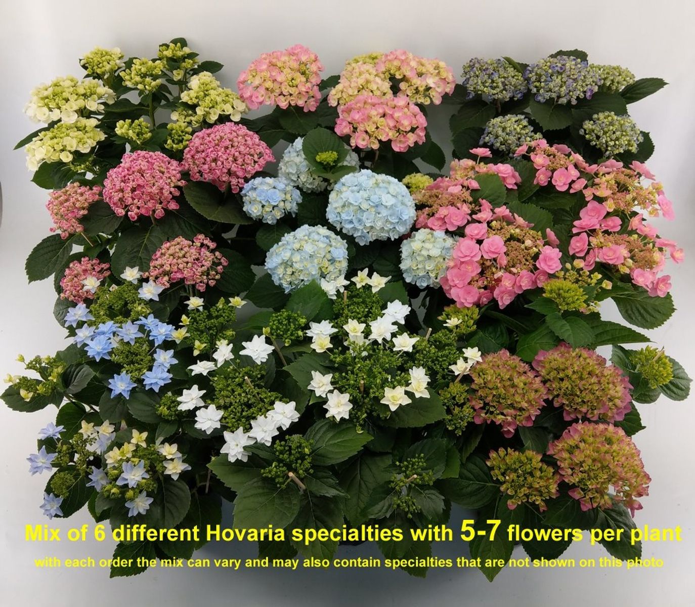Hydrangea macrophylla HOVARIA MIX — Plant Wholesale FlorAccess