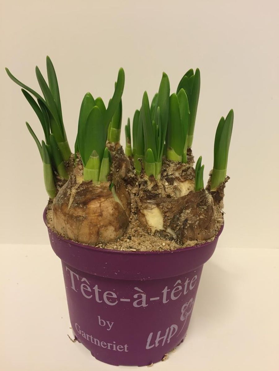 Narcissus 'Tête-à-Tête' — Plant Wholesale FlorAccess