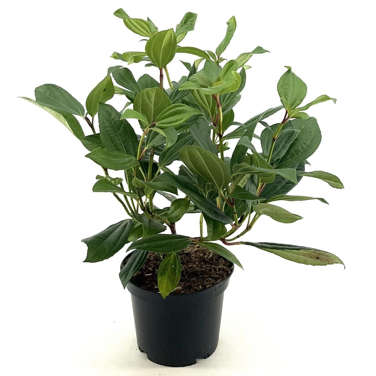 Viburnum davidii — Plant Wholesale FlorAccess