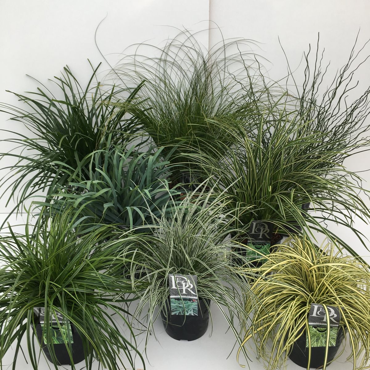 Grasses MIX — Plant Wholesale FlorAccess