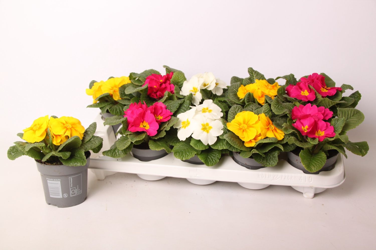 Primula ACAULIS MIX — Plant Wholesale FlorAccess