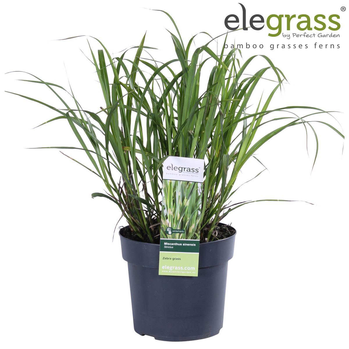 Miscanthus sinensis 'Zebrinus' — Plant Wholesale FlorAccess