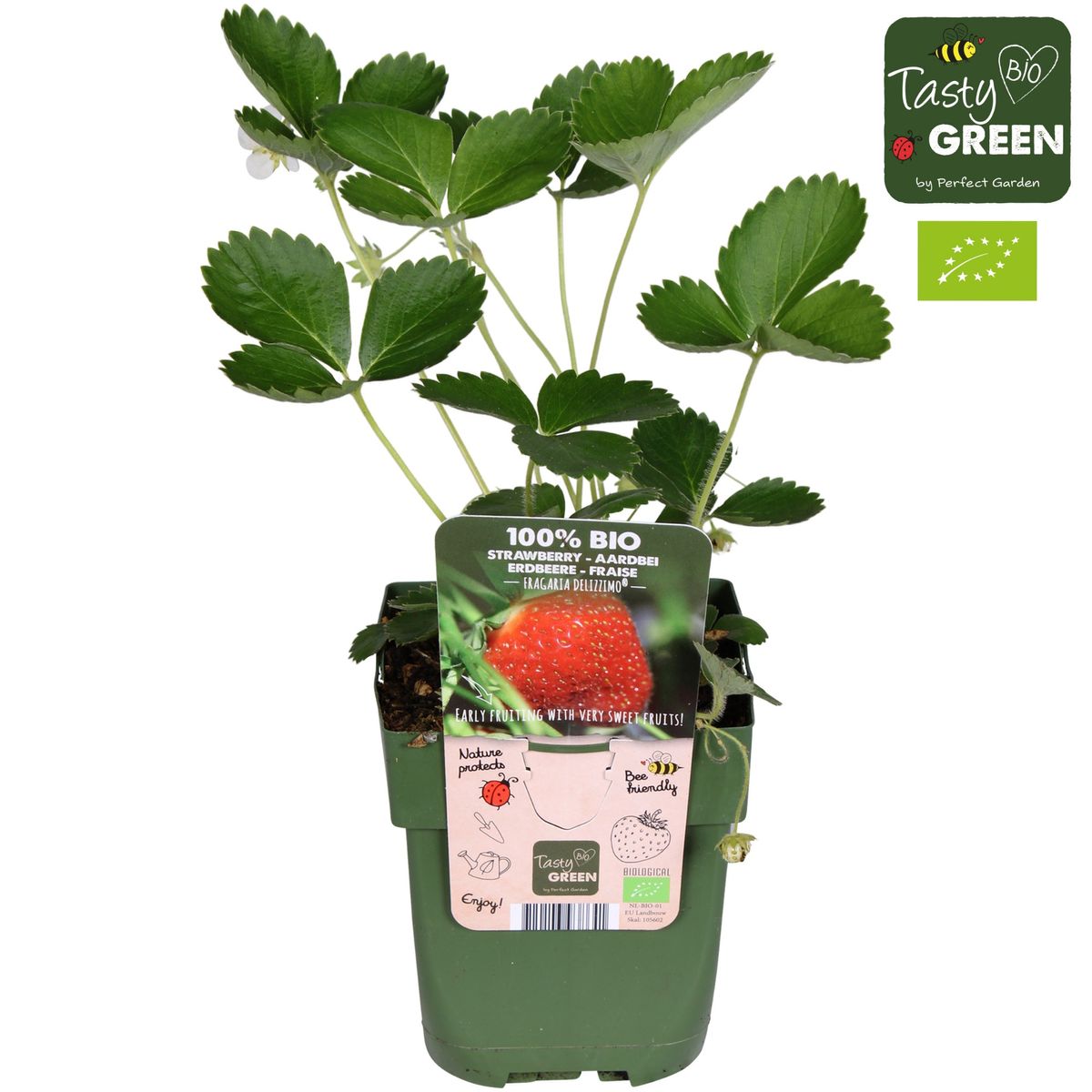 Fragaria x ananassa 'Delizzimo' — Grossiste en Plantes FlorAccess