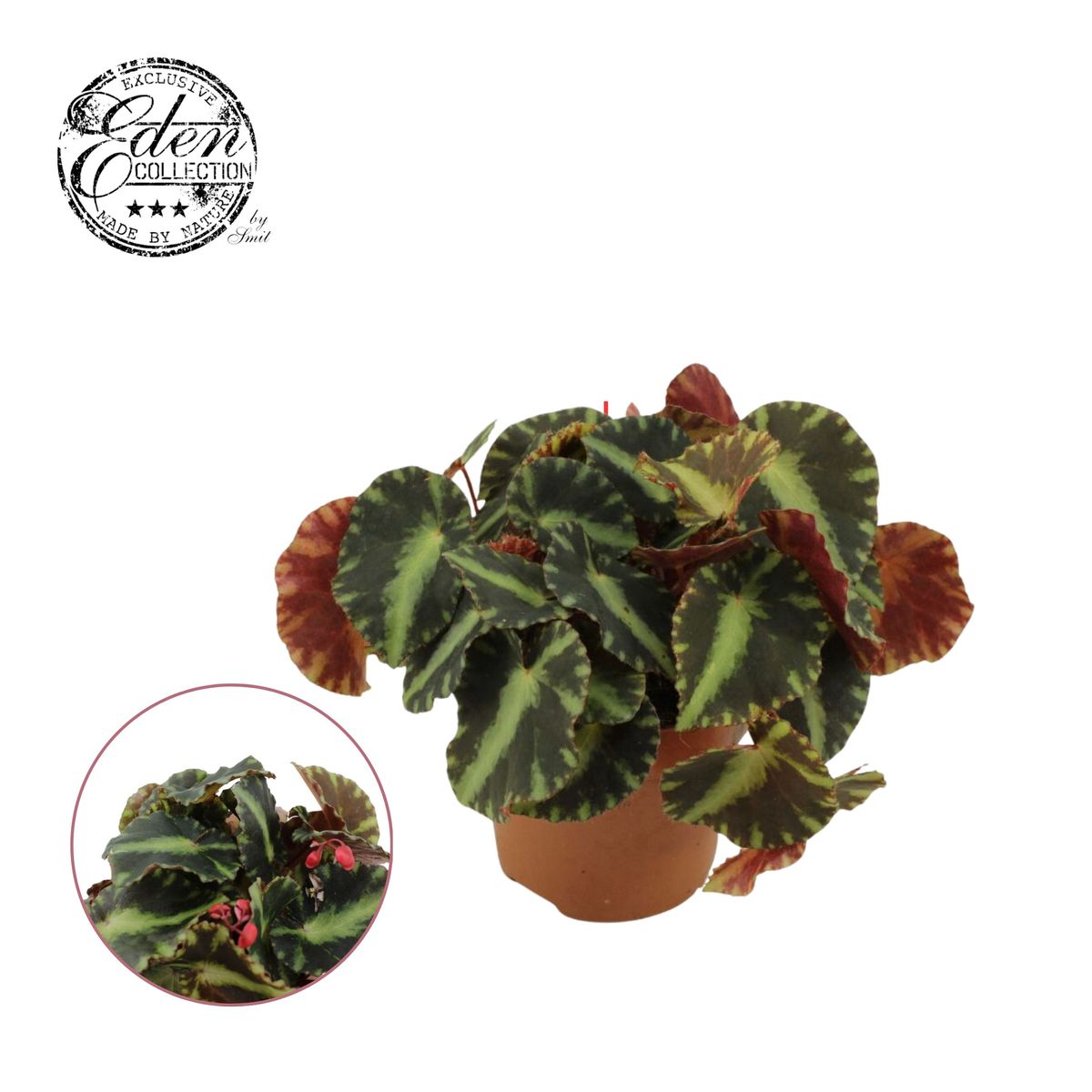 Begonia cleopatrae — Plant Wholesale FlorAccess