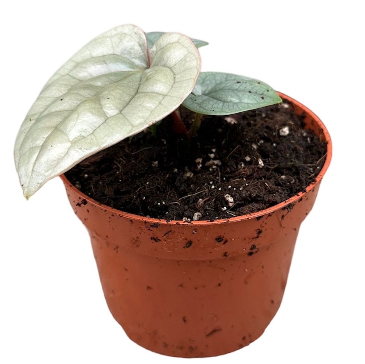 Anthurium luxurians — Plant Wholesale FlorAccess