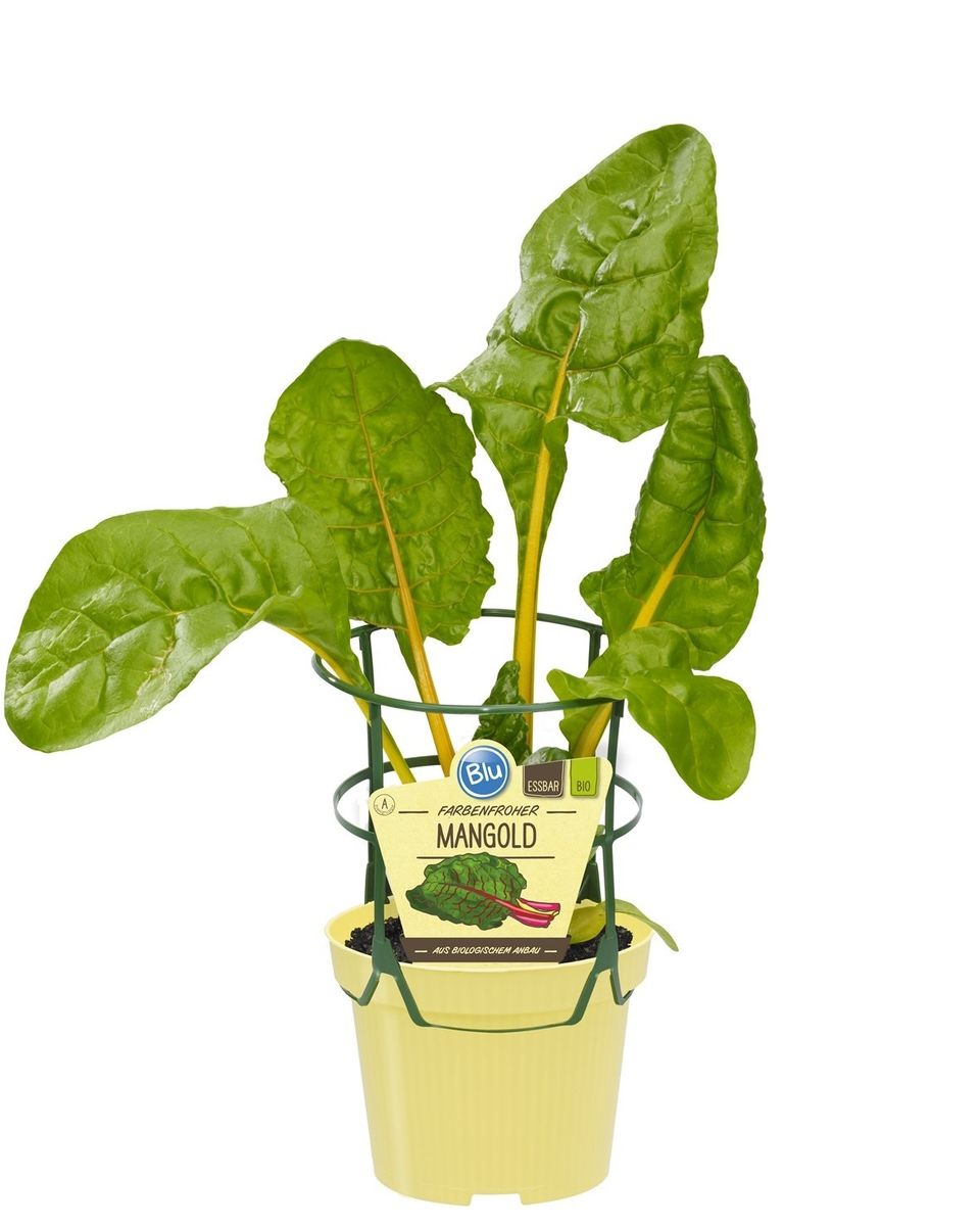 Beta vulgaris — Plant Wholesale FlorAccess