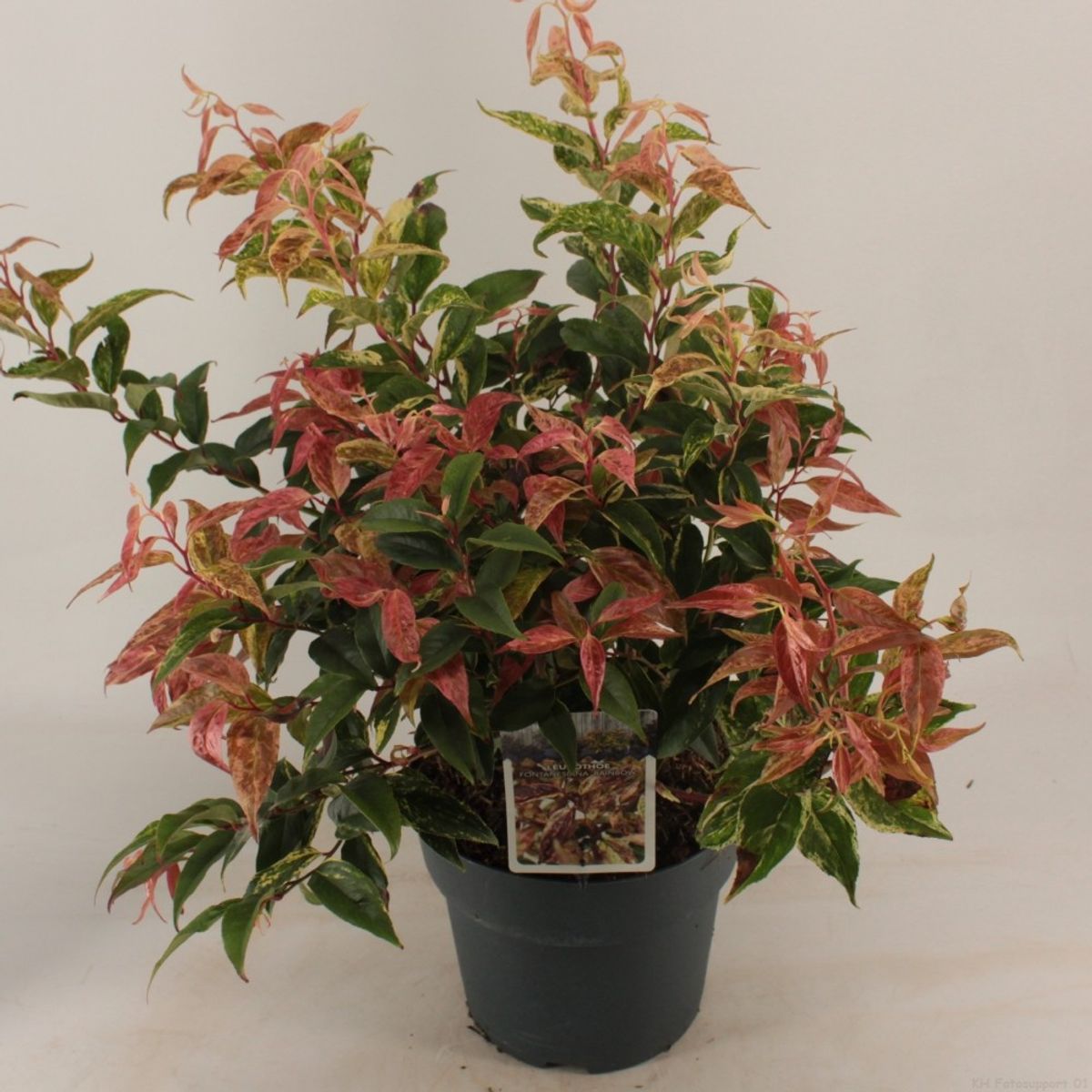 Leucothoe fontanesiana 'Rainbow' — Plant Wholesale FlorAccess