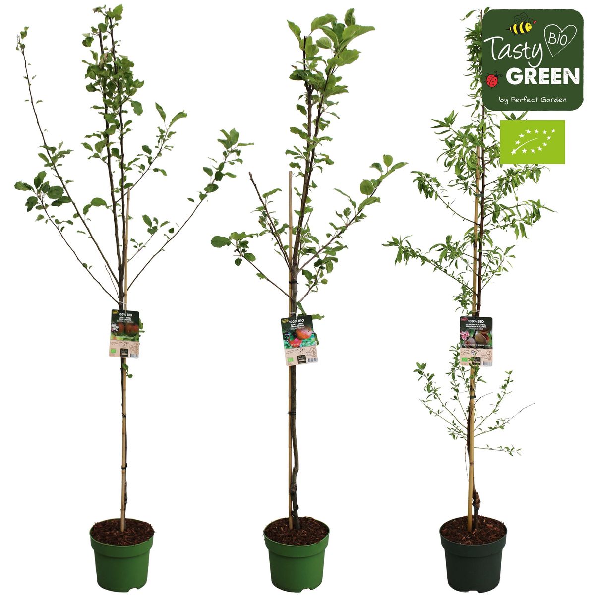Fruit trees MIX — Plant Wholesale FlorAccess