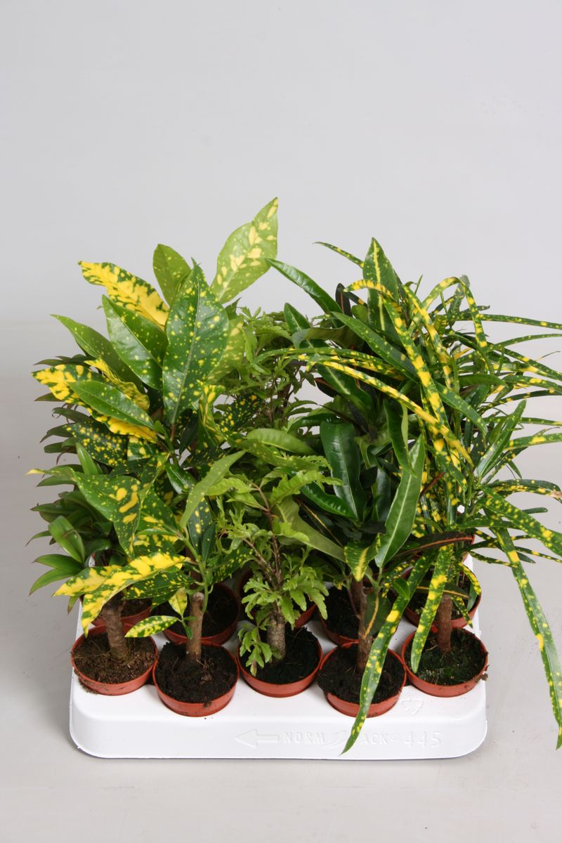 Houseplants MIX — Plant Wholesale FlorAccess