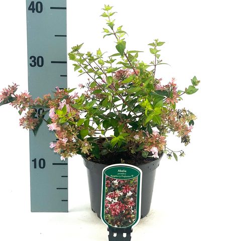 Abelia 'Raspberry Profusion' — Groothandel in planten FlorAccess