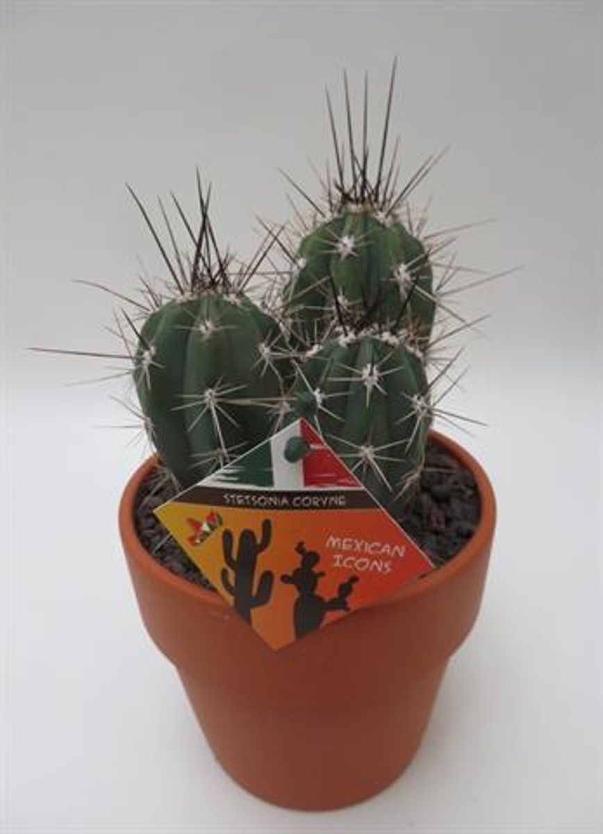 Stetsonia coryne — Plant Wholesale FlorAccess