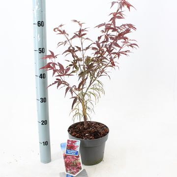 Acer palmatum 'Red Pygmy' — Plant Wholesale FlorAccess