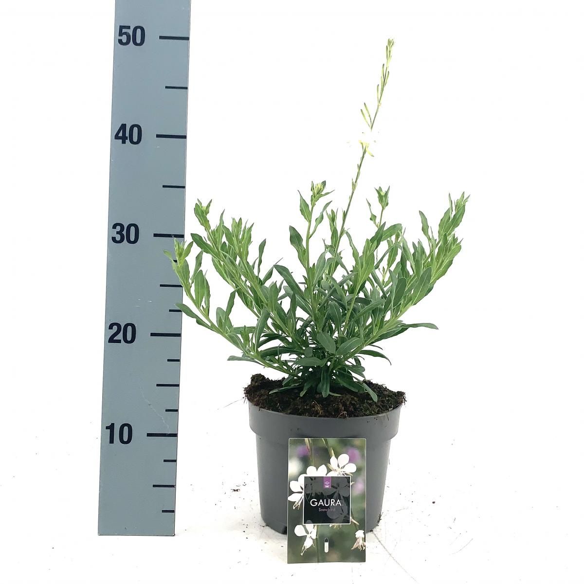 Gaura lindheimeri 'Snowbird' — Plant Wholesale FlorAccess