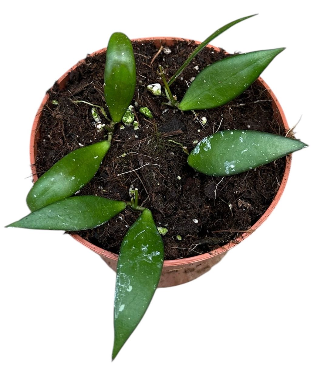 Hoya sp. Sumatra — Plant Wholesale FlorAccess