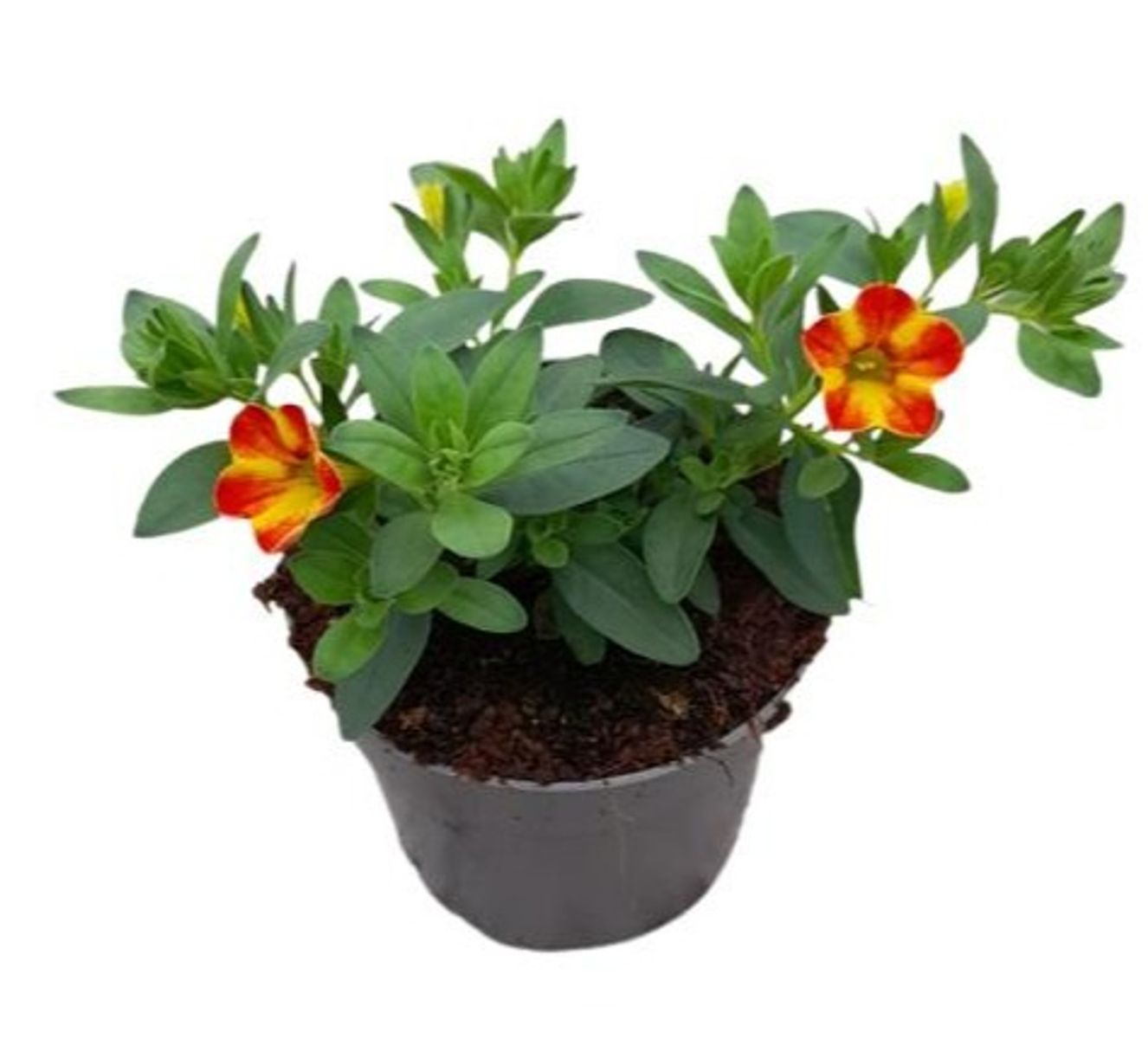 Calibrachoa CABARET DIVA ORANGE — Plant Wholesale FlorAccess
