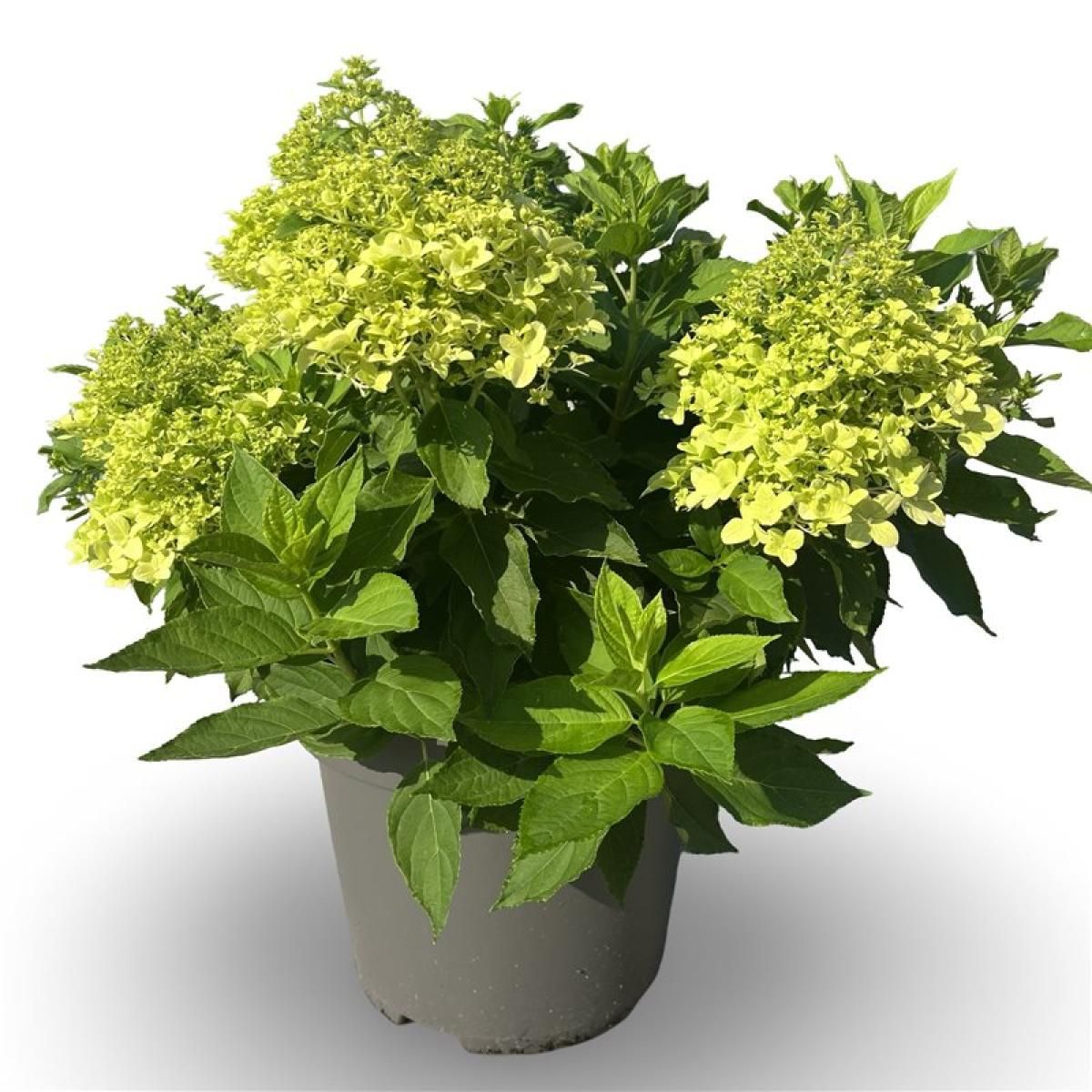 Hydrangea paniculata LITTLE SPOOKY — Plant Wholesale FlorAccess
