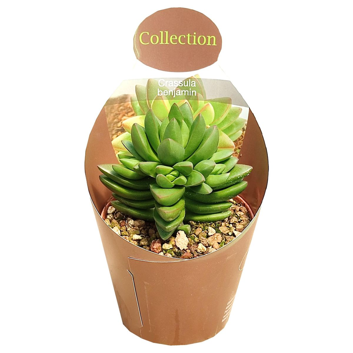 Crassula 'Benjamin' — Plant Wholesale FlorAccess