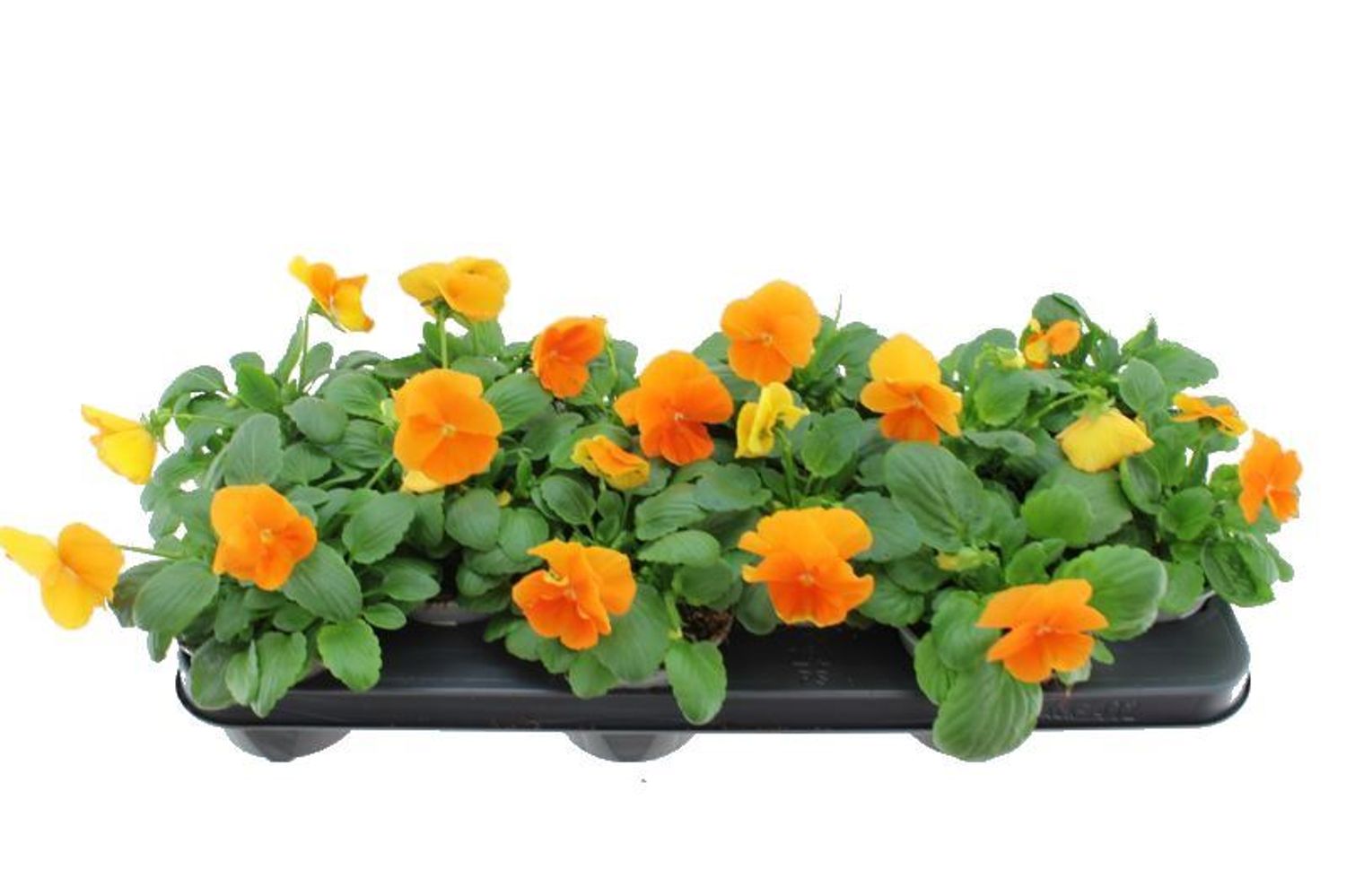 Viola x wittrockiana DELTA F1 PURE DEEP ORANGE — Plant Wholesale FlorAccess