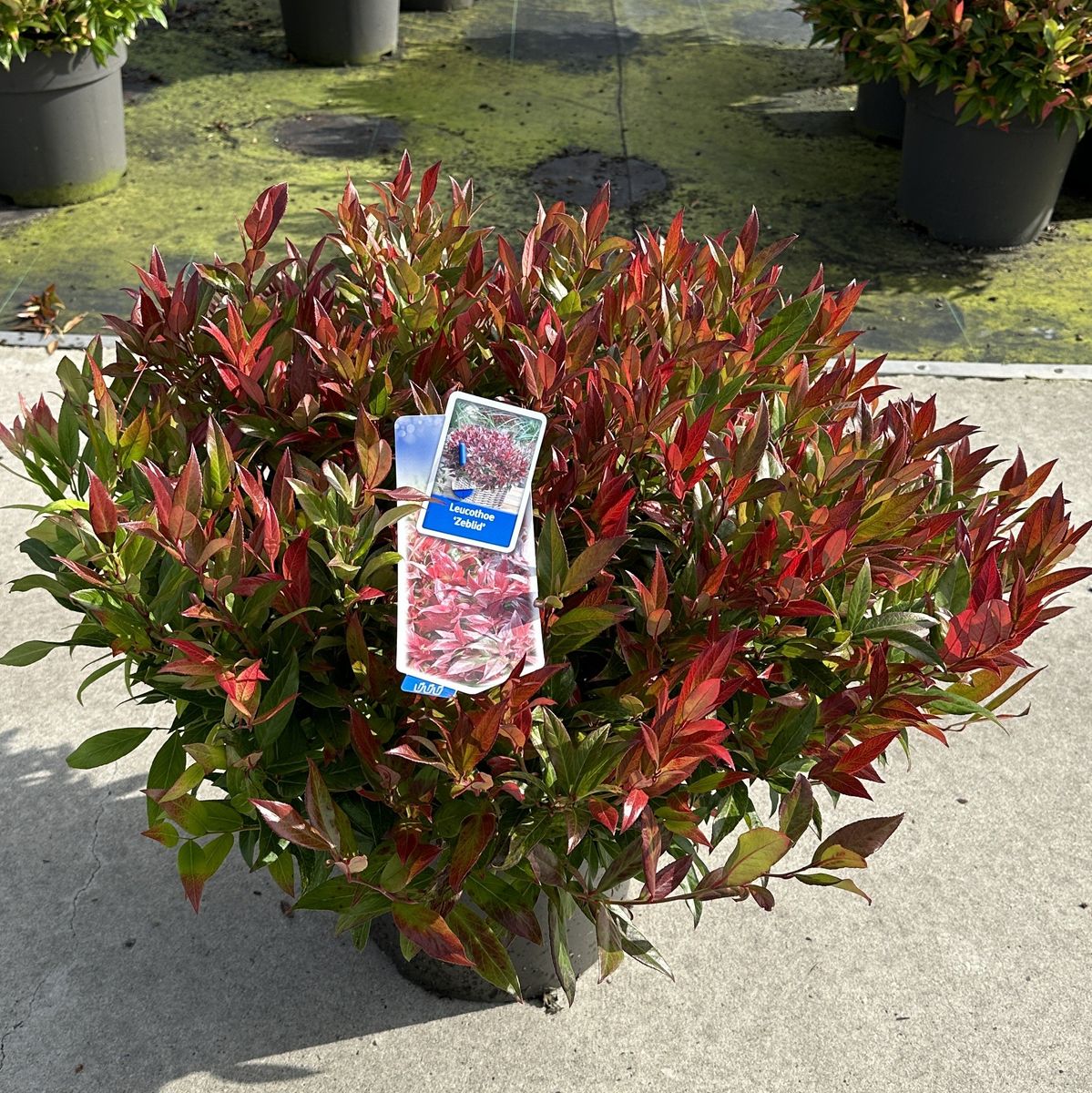 Leucothoe 'Zeblid' — Plant Wholesale FlorAccess