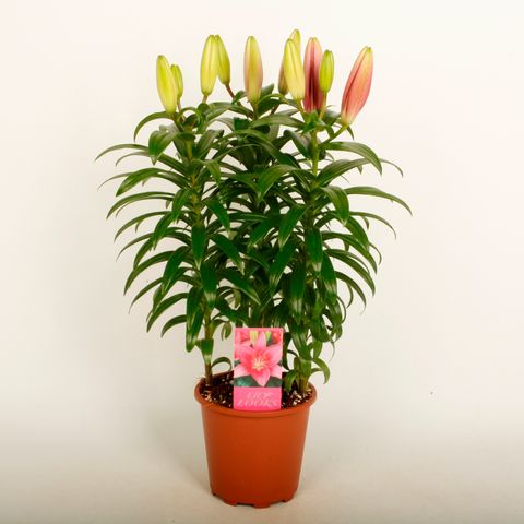Lilium 'Tiny Pearl' — Plant Wholesale FlorAccess