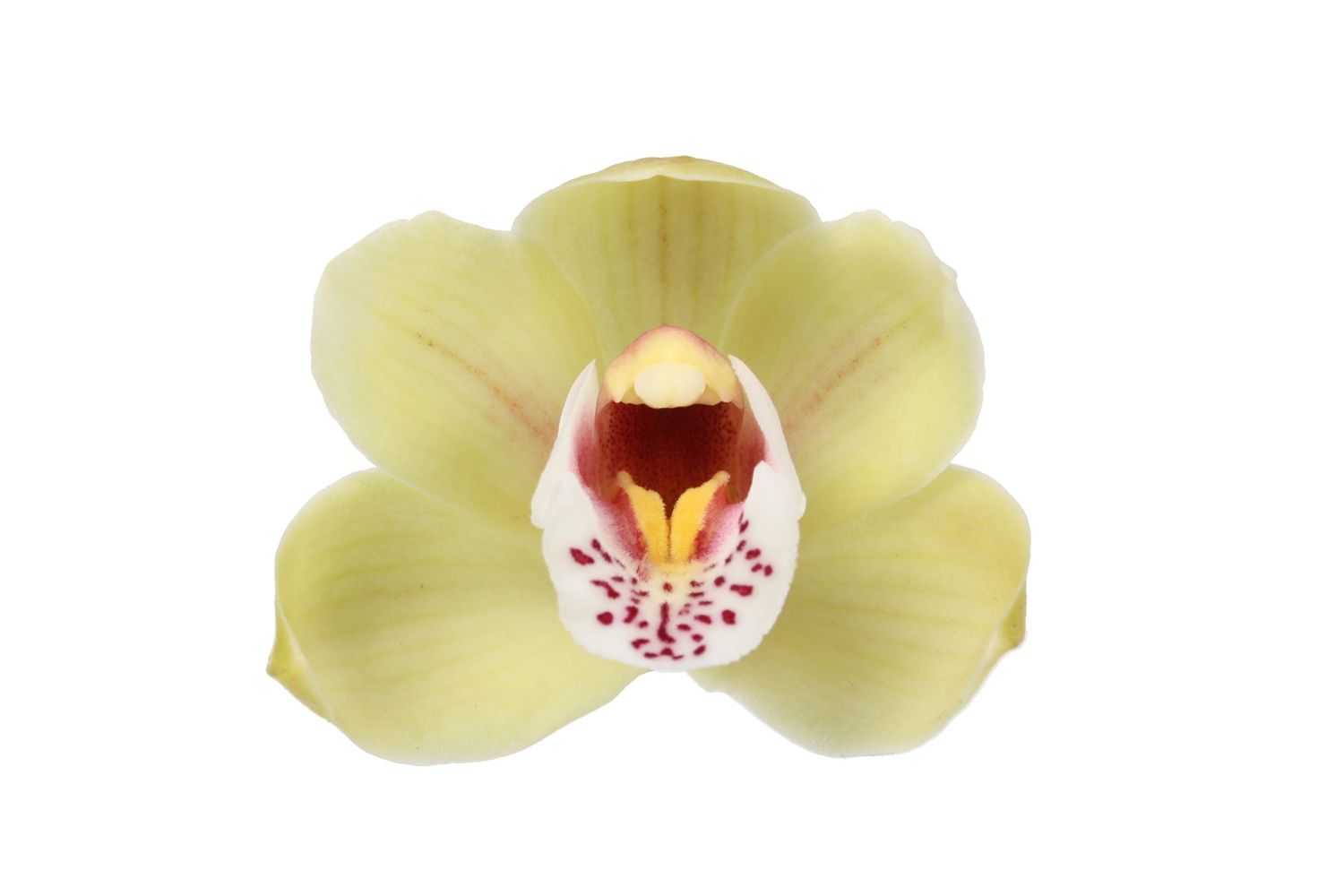 Cymbidium ANNA — Plant Wholesale FlorAccess