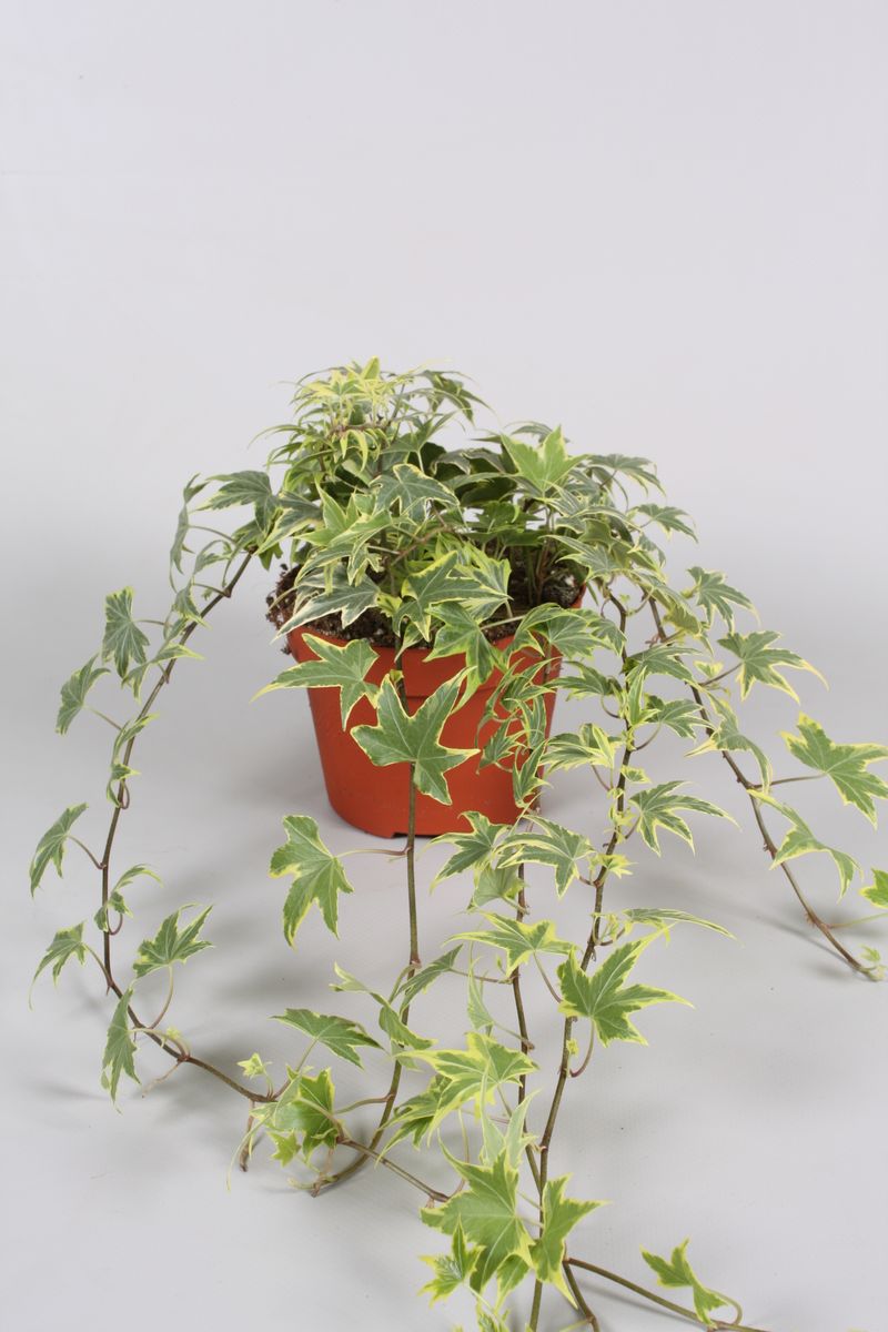 Hedera helix 'Yellow Ripple' — Plant Wholesale FlorAccess