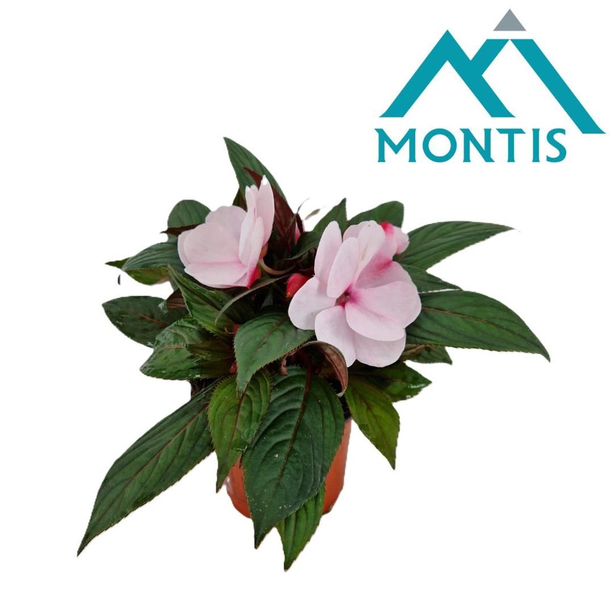 Impatiens NEW GUINEA MIX — Plant Wholesale FlorAccess