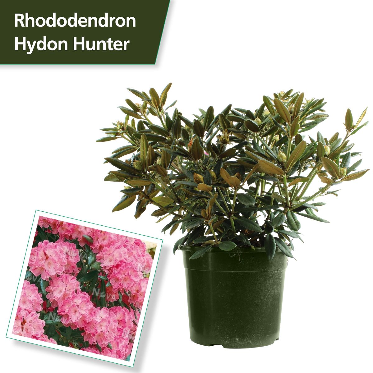 Rhododendron 'Hydon Hunter' (Y) — Plant Wholesale FlorAccess