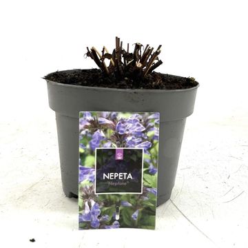 Nepeta NEPTUNE — Plant Wholesale FlorAccess