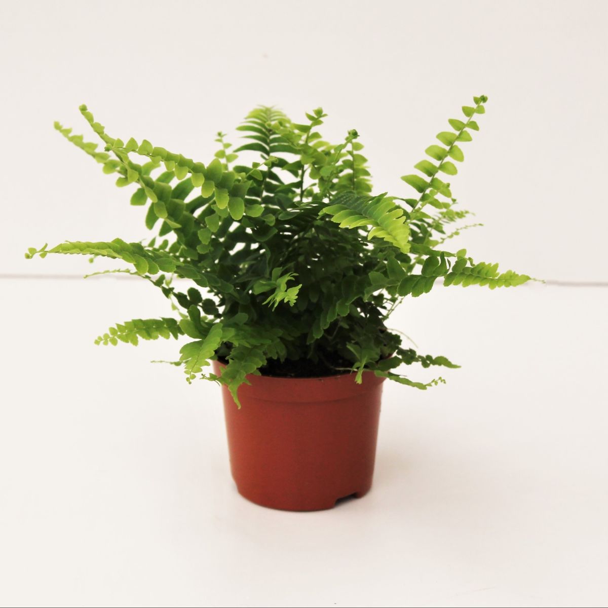 Nephrolepis exaltata 'Green Lady' — Plant Wholesale FlorAccess
