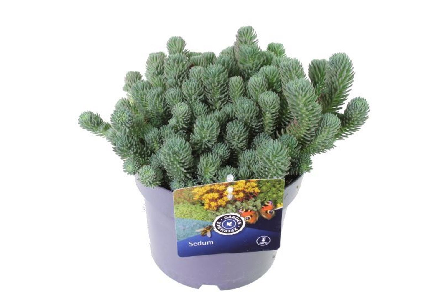 Sedum forsterianum 'Oracle' — Plant Wholesale FlorAccess