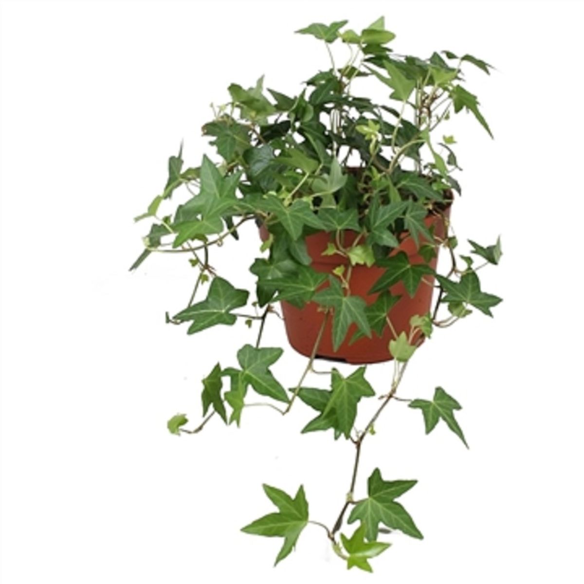 Hedera helix 'Diny' — Plant Wholesale FlorAccess