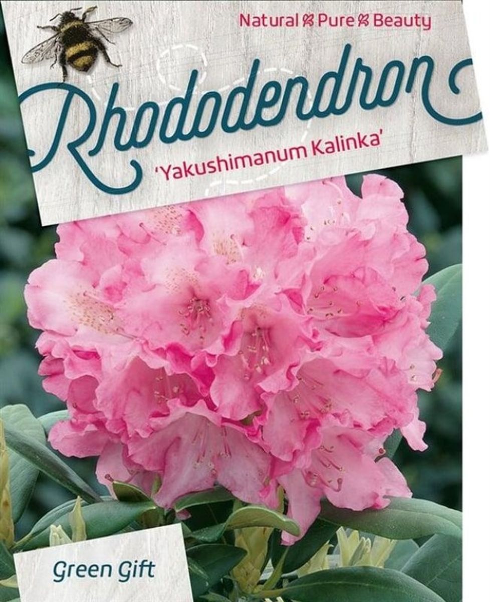 Rhododendron 'Kalinka' (Y) — Plant Wholesale FlorAccess