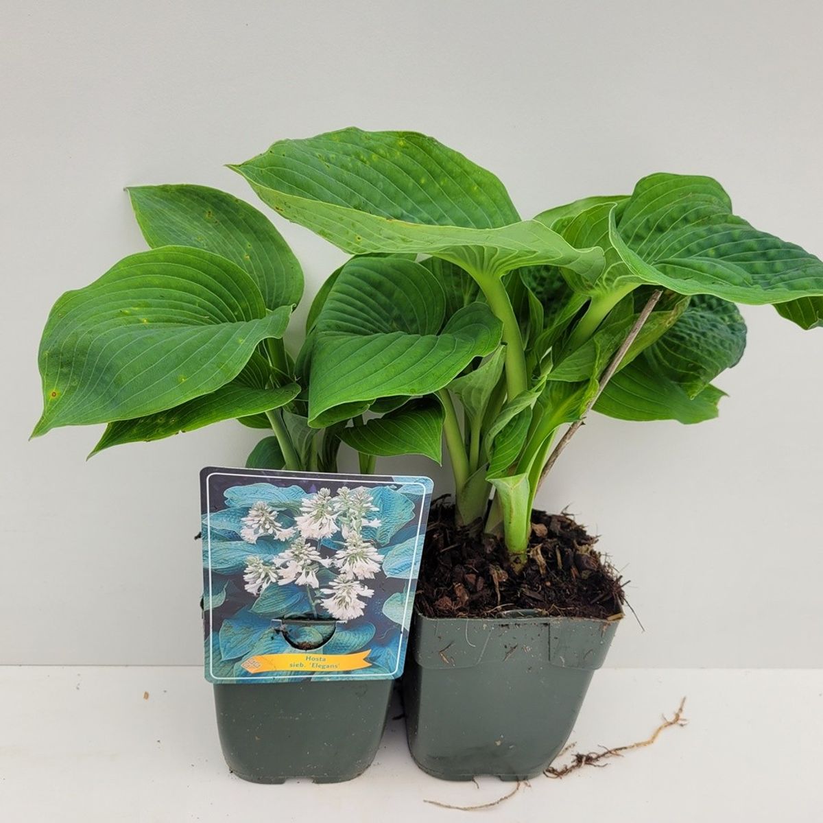 Hosta 'Elegans' — Plant Wholesale FlorAccess