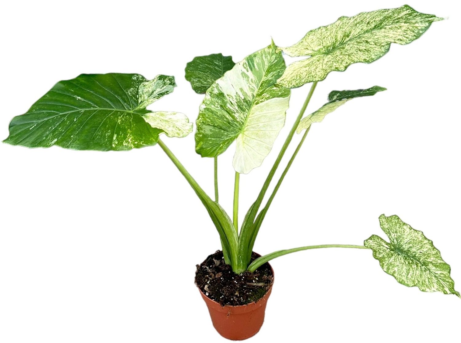 Alocasia gageana 'Variegata' — Plant Wholesale FlorAccess