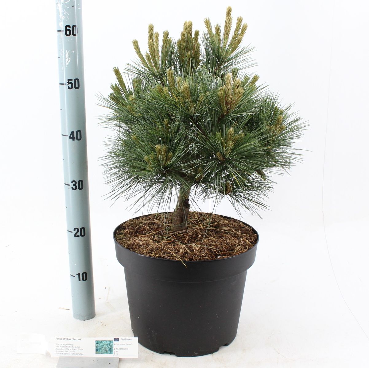 Pinus strobus 'Secrest' — Plant Wholesale FlorAccess