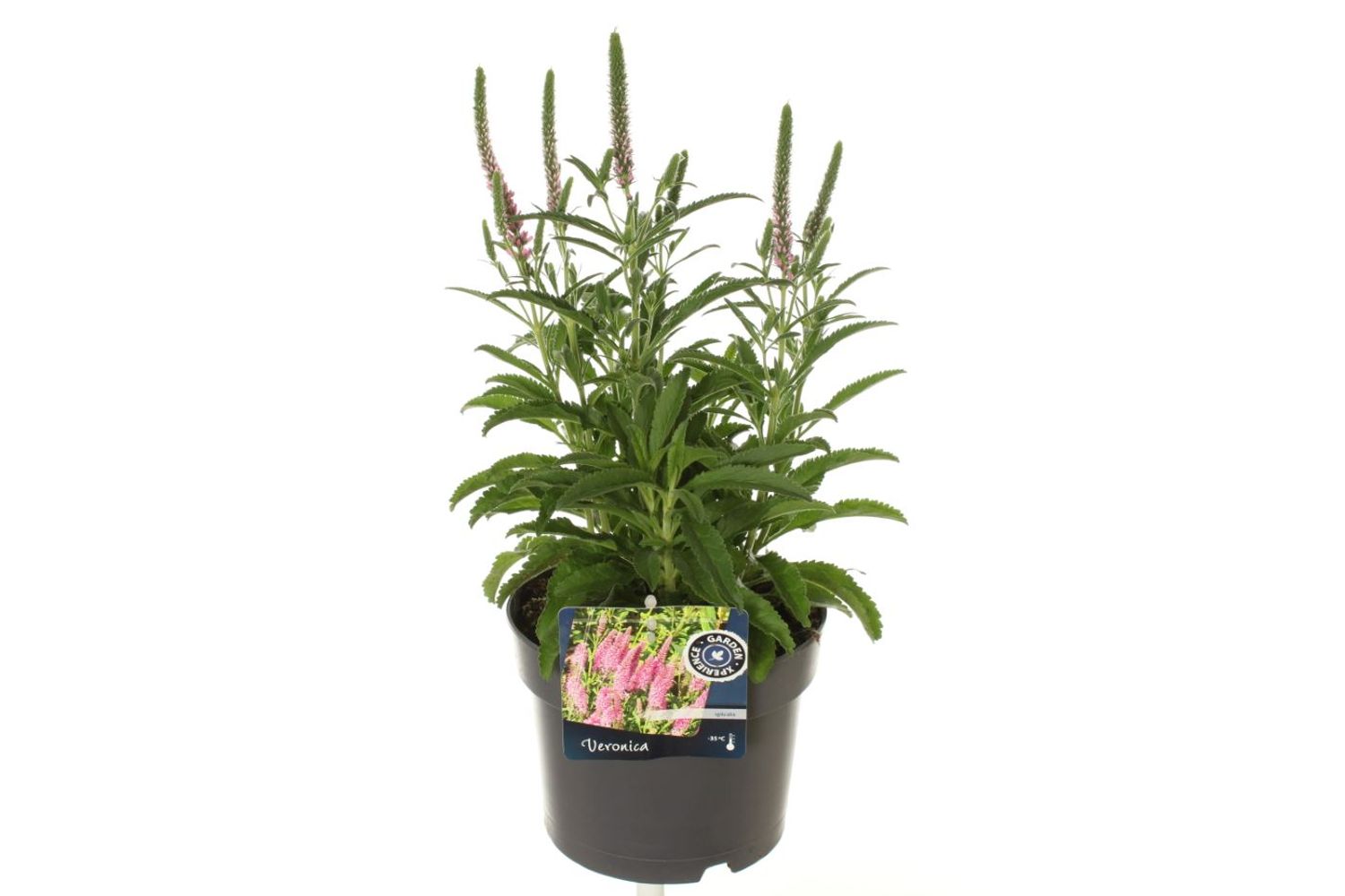 Veronica spicata ANNIVERSARY ROSE — Plant Wholesale FlorAccess