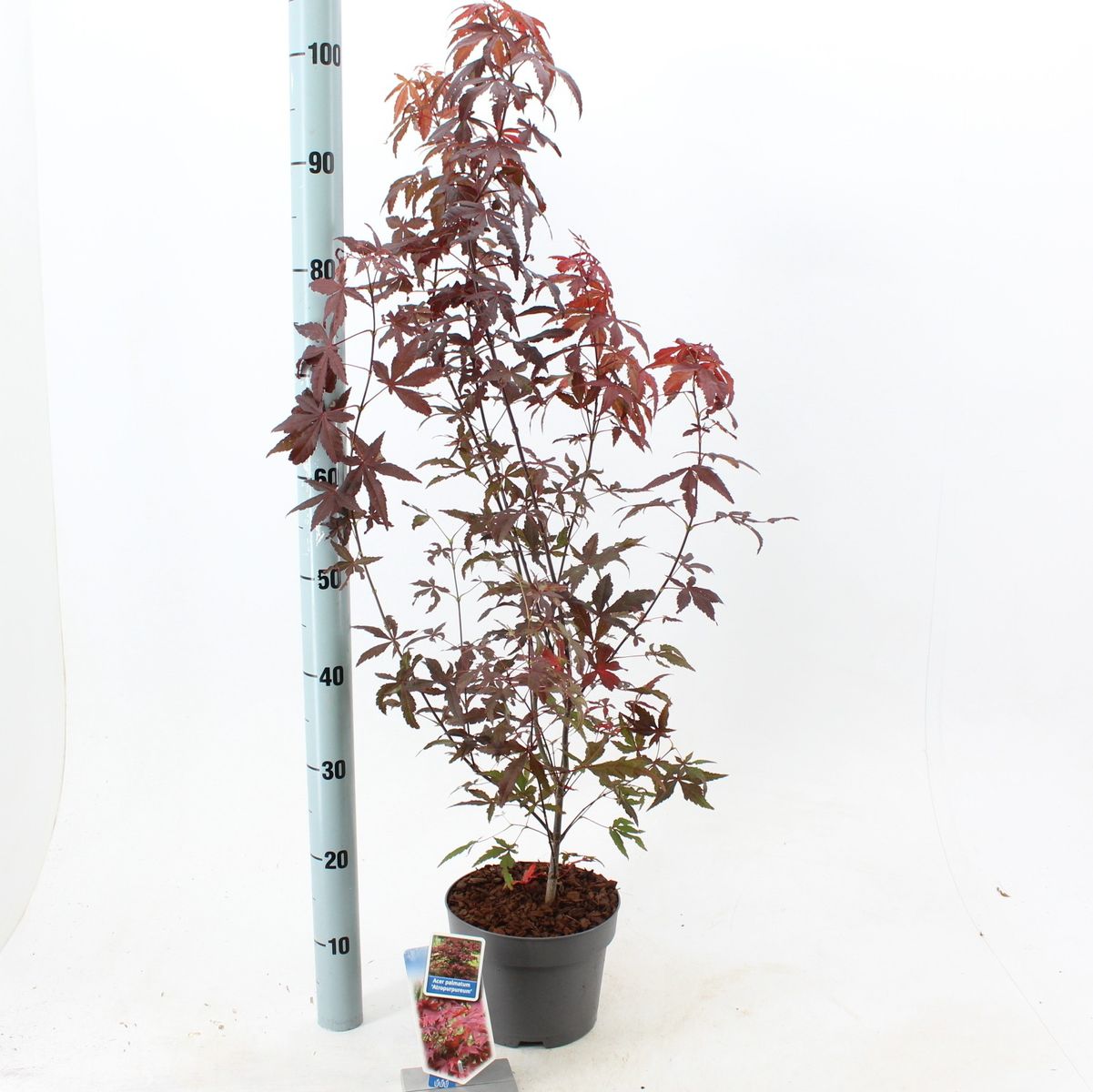 Acer palmatum 'Atropurpureum' — Plant Wholesale FlorAccess