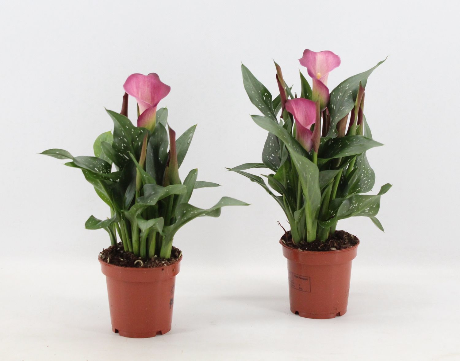 Zantedeschia 'Dutch Pink' — Plant Wholesale FlorAccess