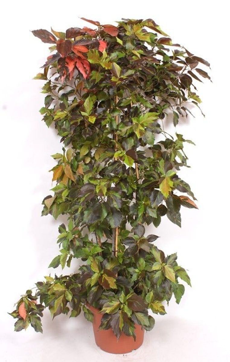 Acalypha wilkesiana — Plant Wholesale FlorAccess