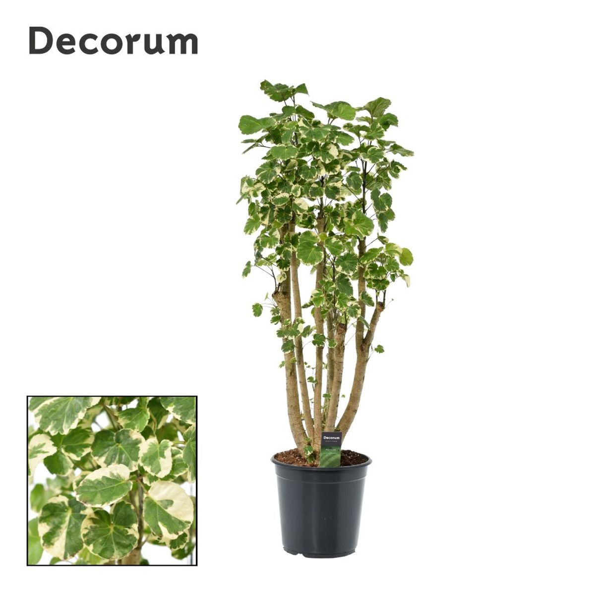 Polyscias balfouriana — Plant Wholesale FlorAccess