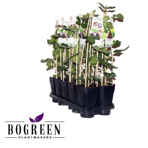 Ficus carica MIX — Plant Wholesale FlorAccess