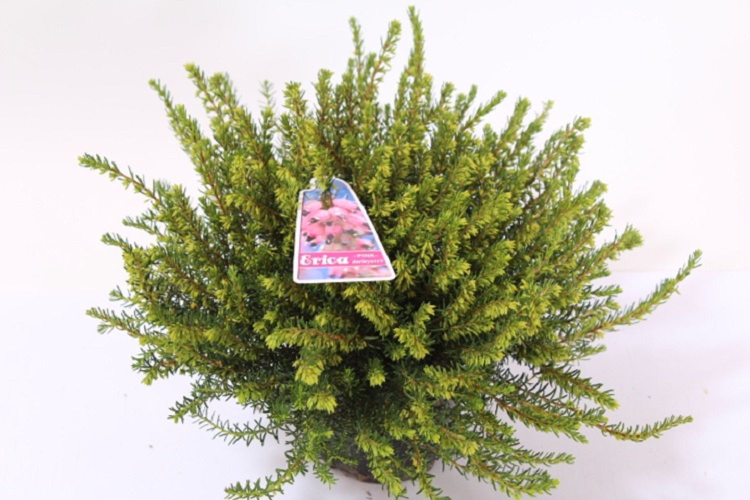 Erica x darleyensis 'Darley Dale' — Plant Wholesale FlorAccess