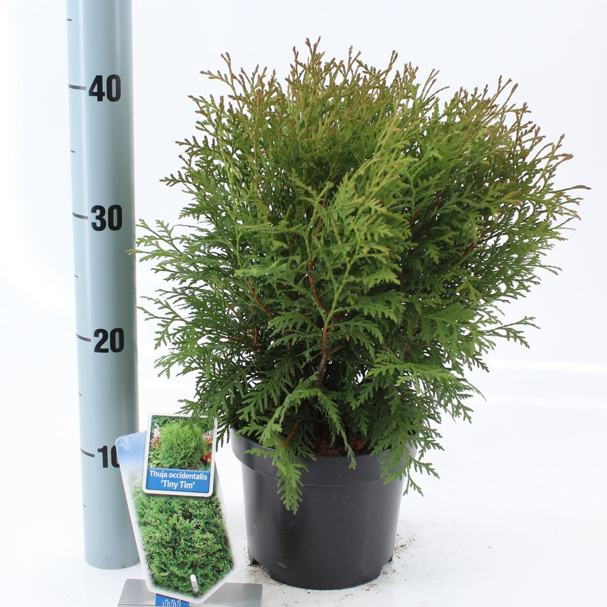 Thuja occidentalis 'Tiny Tim' — Plant Wholesale FlorAccess