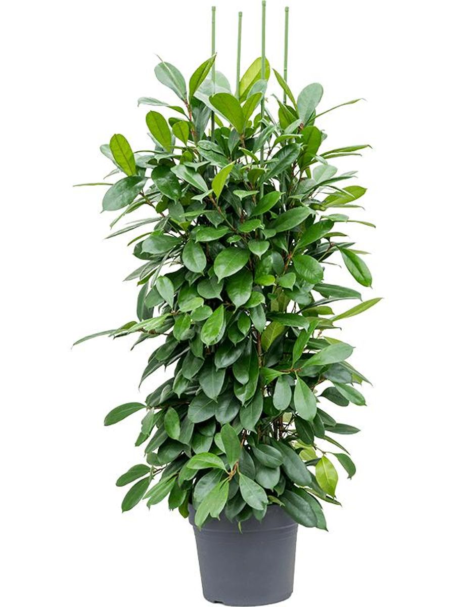 Ficus cyathistipula — Plant Wholesale FlorAccess