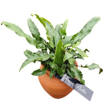 Asplenium scolopendrium — Plant Wholesale FlorAccess