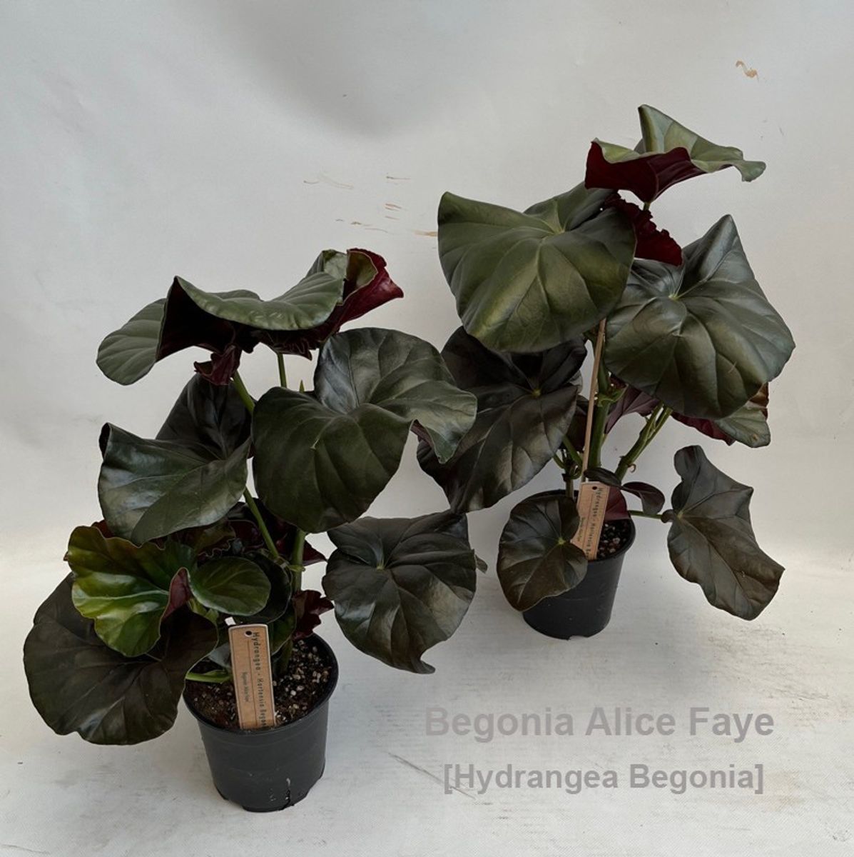 Begonia 'Alice Faye' — Plant Wholesale FlorAccess