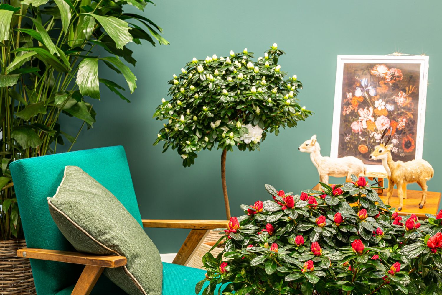 Rhododendron AZALEA MIX — Plant Wholesale FlorAccess